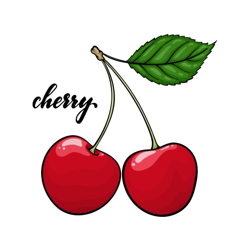 Red cherry Royalty Free Vector Image - VectorStock