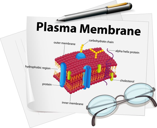 Cell membrane Royalty Free Vector Image - VectorStock