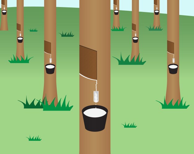 Rubber Tree Vector Images (over 4,800)