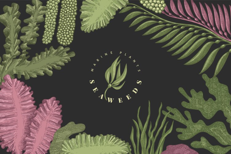 Seaweed design template hand drawn seaweeds Vector Image