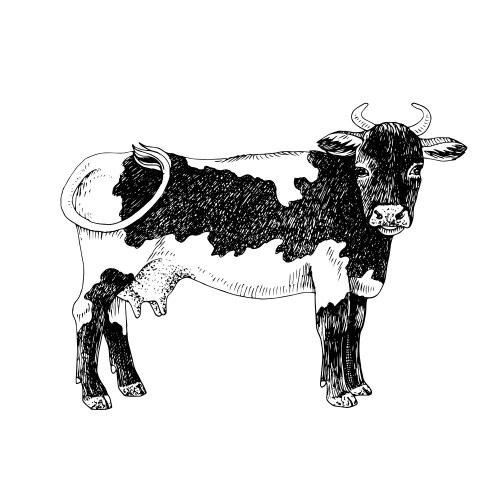 Cow Side View Vector Images (over 840)