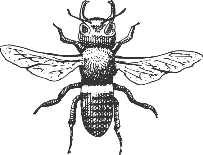 Weevil beetle Royalty Free Vector Image - VectorStock