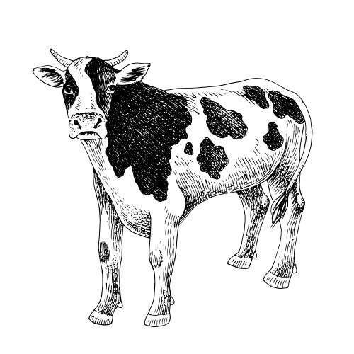 Hand drawn cow isolated on white background Vector Image