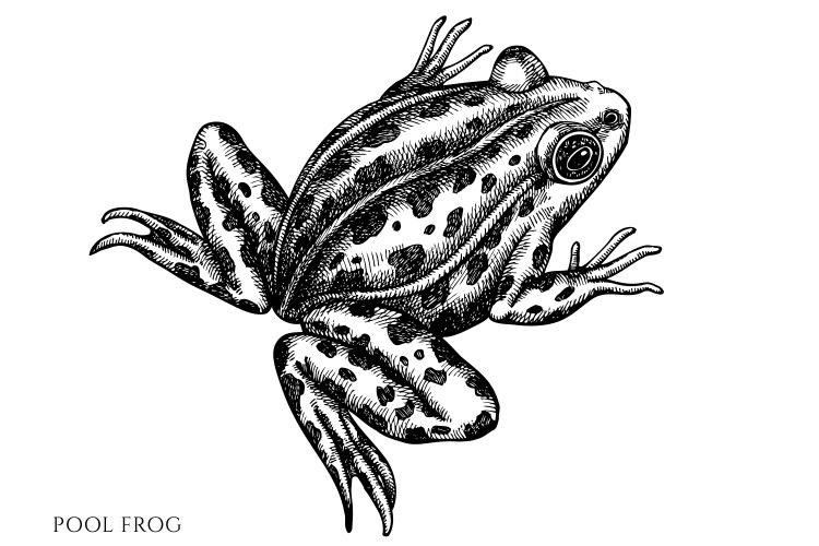 Frog Line Drawing Vector Images (over 2,000)