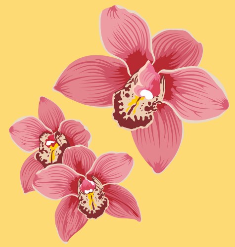 Orchid Vector Images (over 22,000)