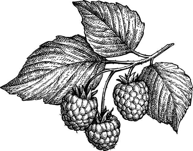 Raspberry branch with leaves ink sketch – Royalty-Free Vector | VectorStock