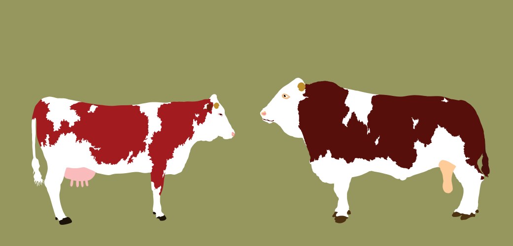 Simmental cow and bull couple Royalty Free Vector Image