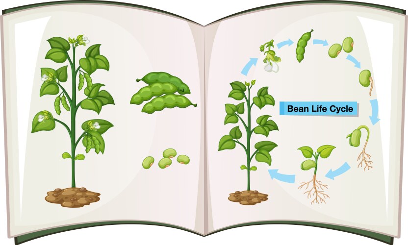 Bean Life Cycle Diagram Royalty Free Vector Image