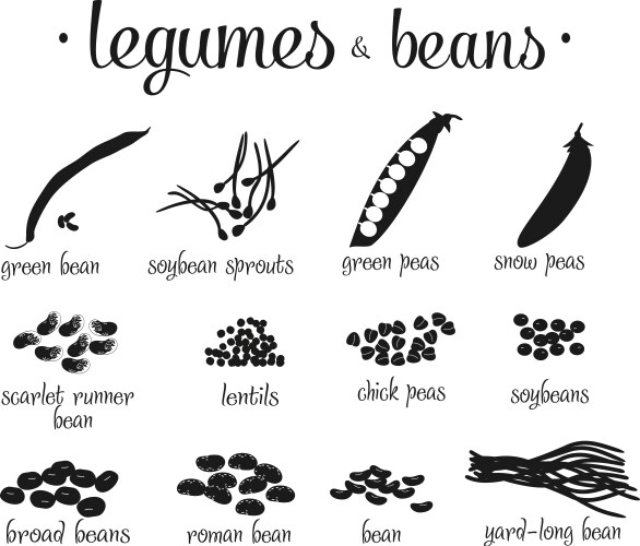 Set of different legumes Royalty Free Vector Image