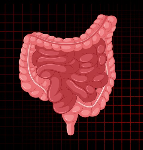 Small Intestine Cartoon Vector Images (over 750)