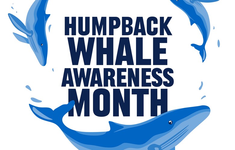 Humpback whale awareness month Royalty Free Vector Image