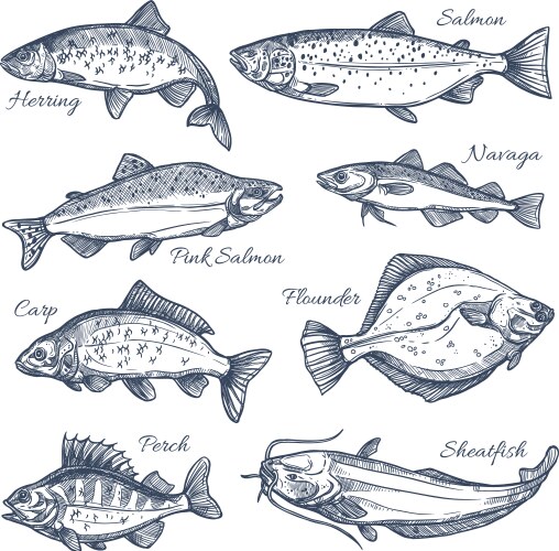 Sketch seafood lobster shellfish fish shrimp Vector Image