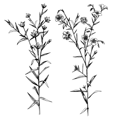 Flax Vector Images (over 4,400)