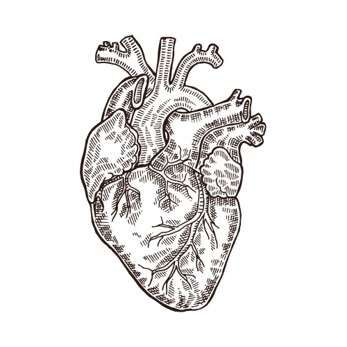 Human heart anatomy Royalty Free Vector Image - VectorStock