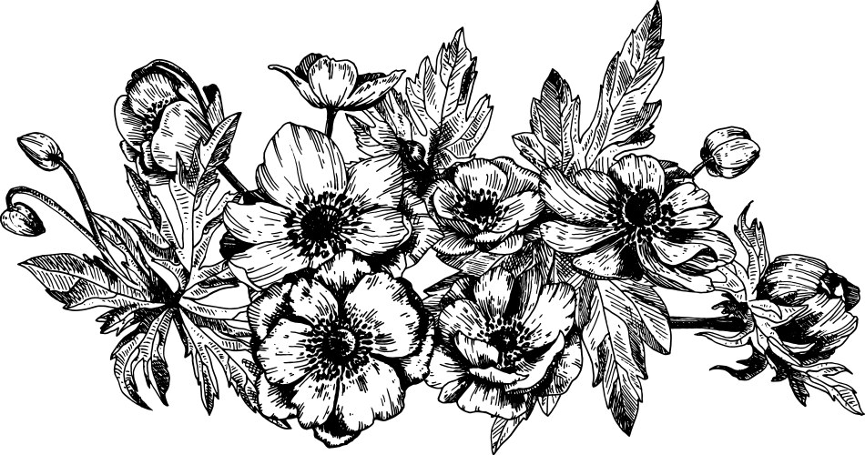 Anemone floral botanical flowers Royalty Free Vector Image