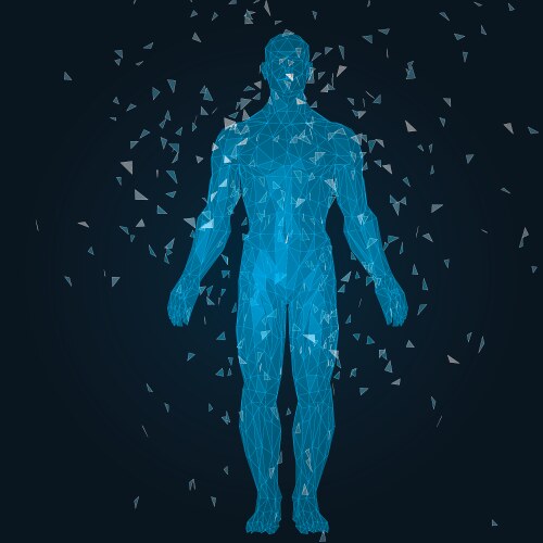 3d model of man human polygon body Royalty Free Vector Image