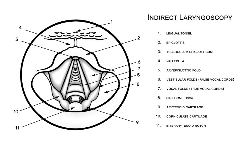 Throat Sketch Vector Images (over 200)