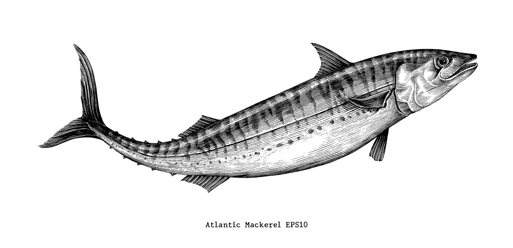 Atlantic salmon hand drawing engraving style Vector Image