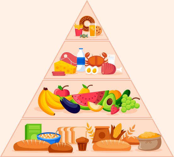 Organised food pyramid Royalty Free Vector Image