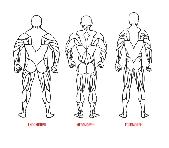 Men body types diagram with three somatotypes Vector Image