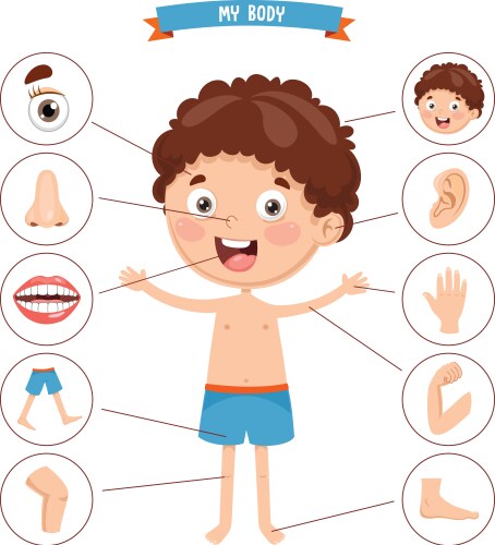 Human body parts Royalty Free Vector Image - VectorStock