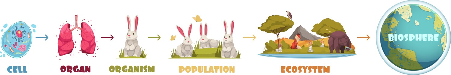 Biological hierarchy 2x2 compositions Royalty Free Vector Biological hierarchy 2x2 compositions Royalty Free Vector