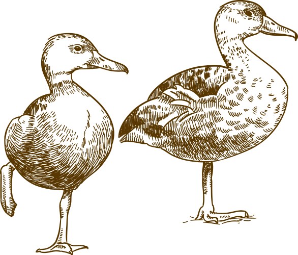 Ducks Vector Images (over 53,000)