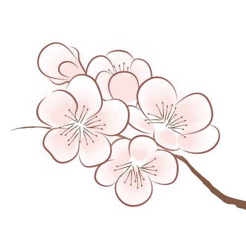 Cherry Blossom Drawing Vector Images (over 6,500)
