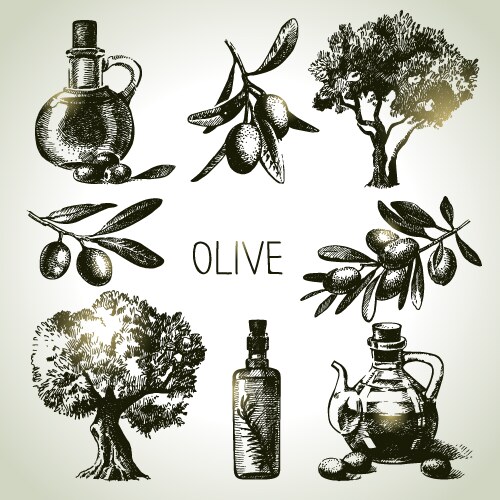 Olive Tree Drawing Vector Images (over 48,000)