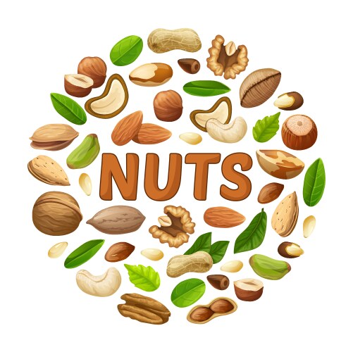 Healthy food concept with different nuts Vector Image