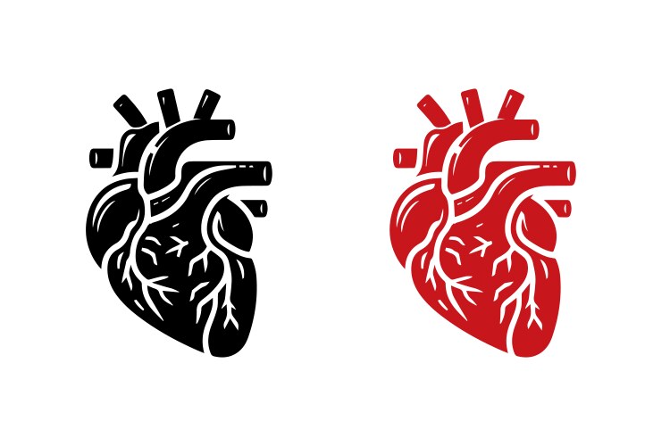 Human cardiac heart silhouette Royalty Free Vector Image