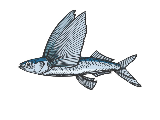 Flying Fish Vector Images (over 10,000)