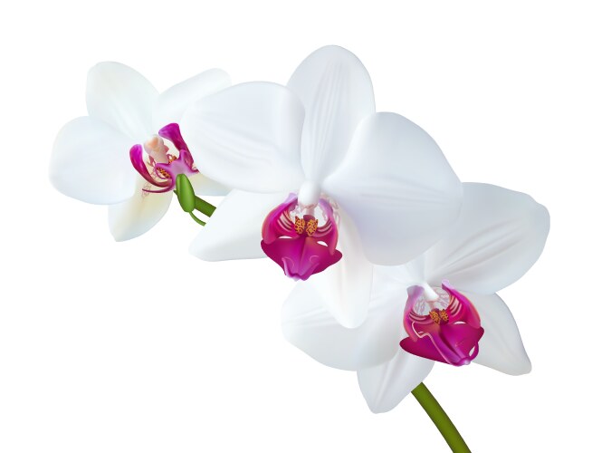 3d white orchid flower realistic design Royalty Free Vector