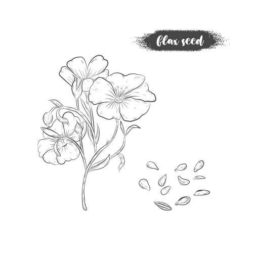 Drawing flax plant Royalty Free Vector Image - VectorStock