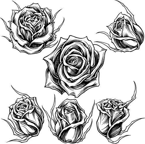 Roses Vector Images (over 290,000)