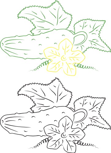 Cucumber plant set on white background Royalty Free Vector