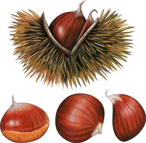 Chestnut cartoon Royalty Free Vector Image - VectorStock