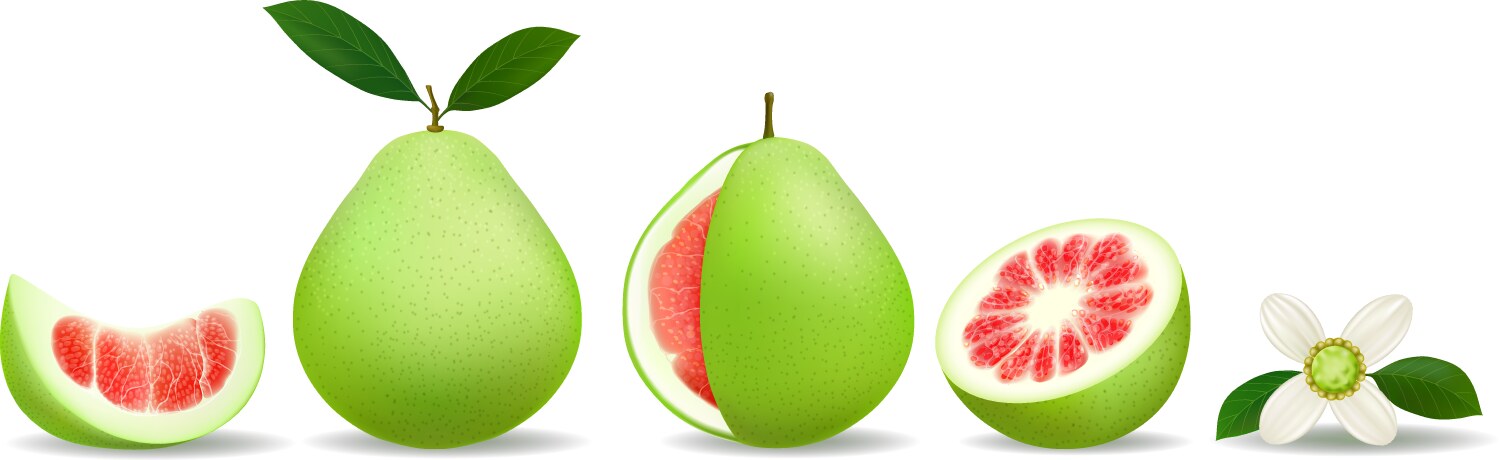 Pomelo Vector Images (over 1,800)