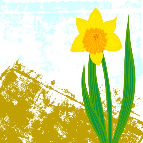 Daffodil Royalty Free Vector Image - VectorStock