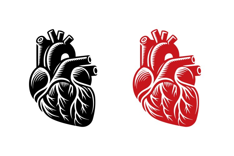 Cardiac Vector Images (over 28,000)