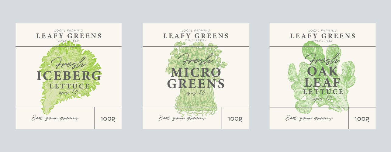 Lettuce packaging templates Royalty Free Vector Image