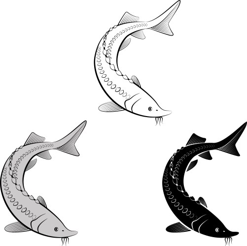 Sturgeon Vector Images (over 1,500)