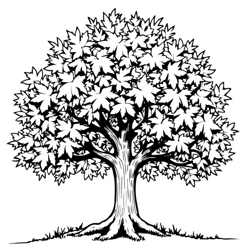 Sequoia tree coloring page design Royalty Free Vector Image