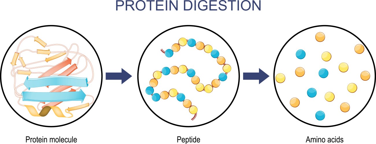 Levels protein structure from amino acids Vector Image