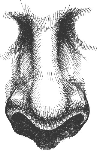 Nose Outline Vector Images (over 17,000)