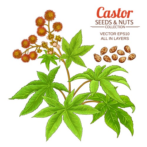 Castor plant and green grass Royalty Free Vector Image