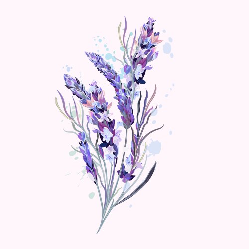 Lavender Vector Images (over 20,000)