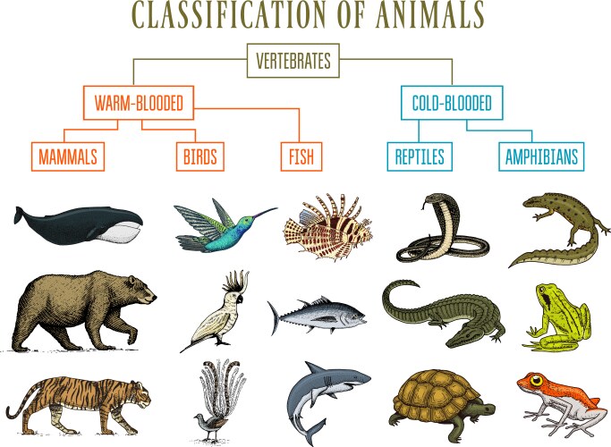 Classification of animals reptiles amphibians Vector Image