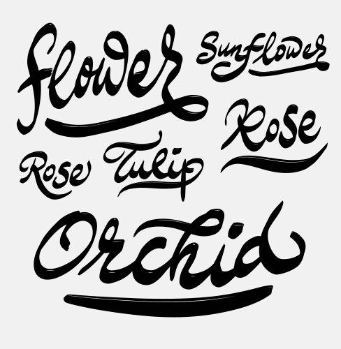 Rose Calligraphy Word Vector Images (over 440)