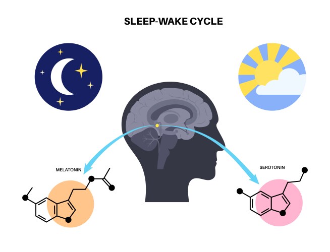 Sleep Wake Cycle Royalty Free Vector Image Vectorstock